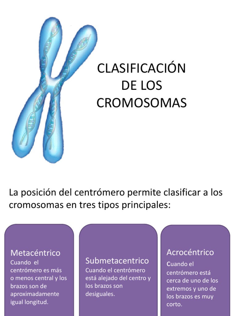 Clasificacion de Cromosomas | PDF