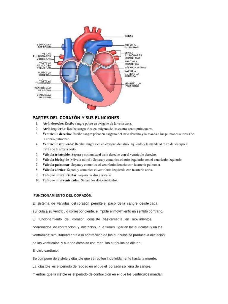 Partes Del Corazón y Sus Funciones | PDF | Corazón | Ventrículo (corazón)