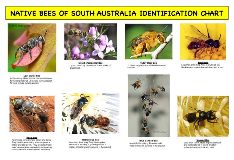 South Australia Native Bee Identification Chart | PDF | Bees | Nest