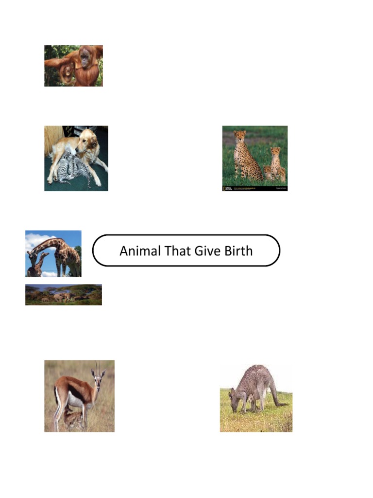 Animals That Give Birth Explained | PDF