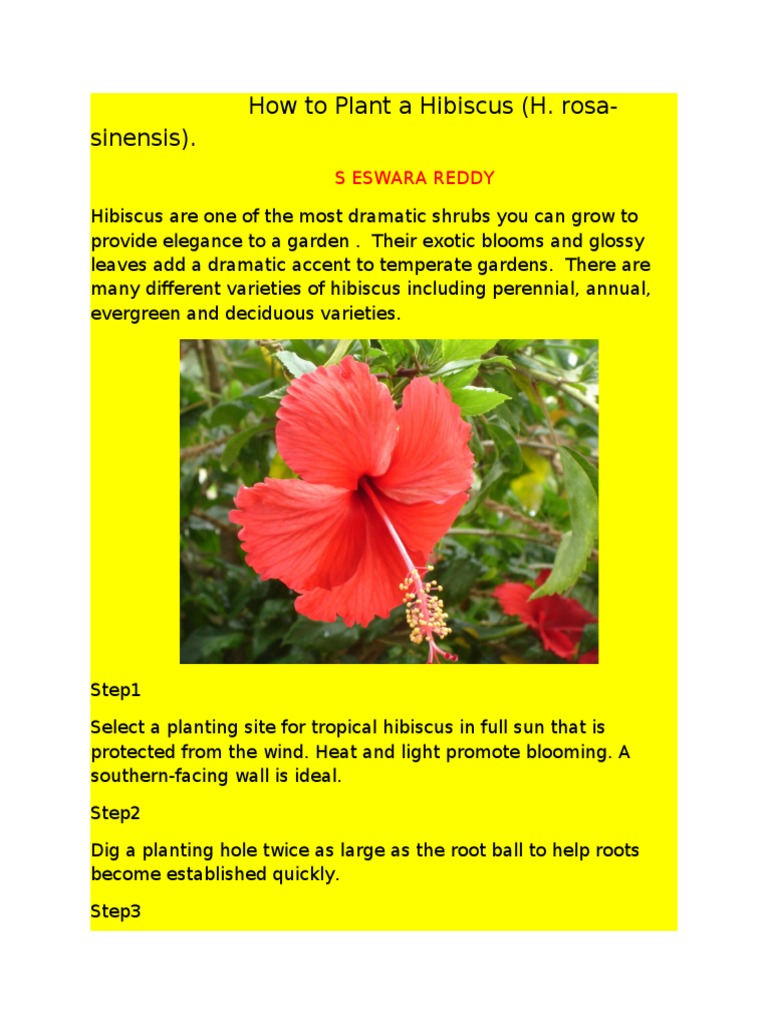 How To How To Plant A Hibiscus | Land Management | Plants