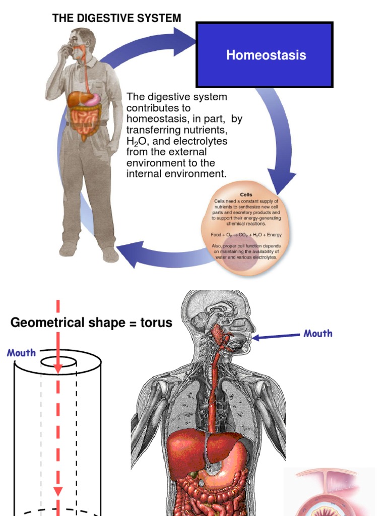 Digestion 1 | Autonomic Nervous System | Human Digestive System
