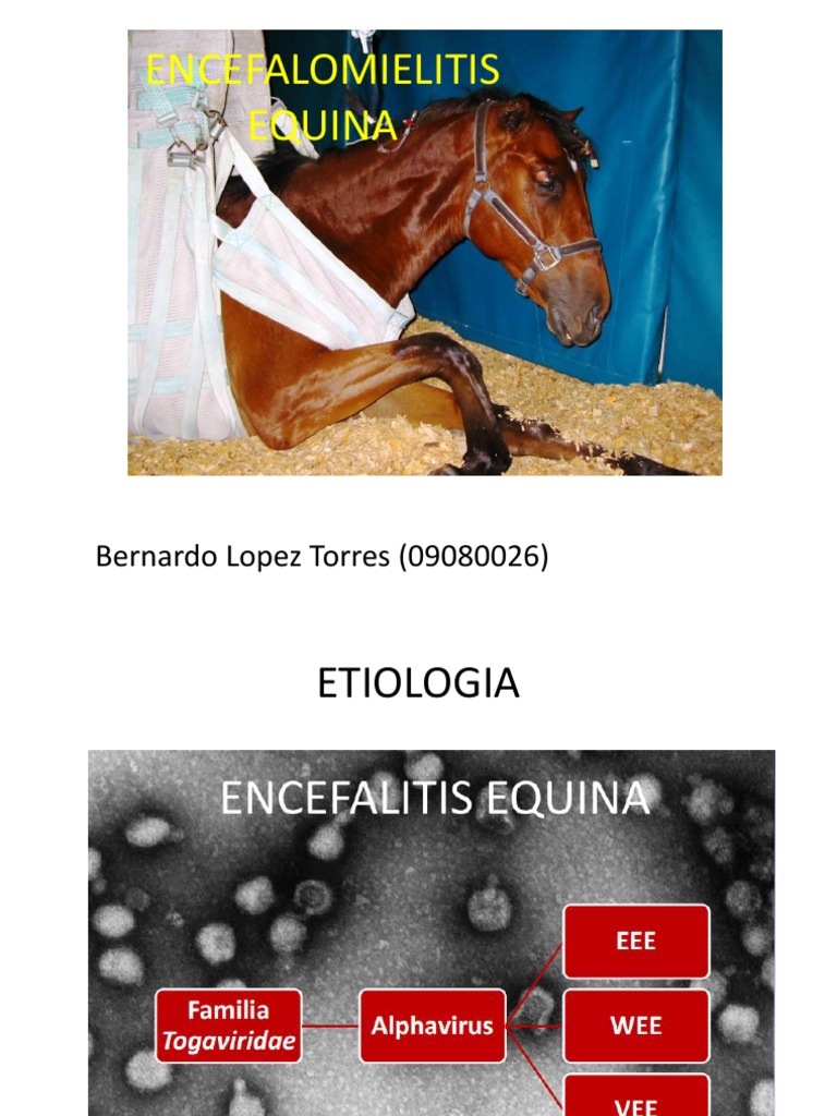 Encefalomielitis Equina: Patogenia y Vacunación | PDF | Virus | Sistema ...