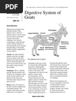 Digestive System of Goats | PDF | Ruminant | Digestion