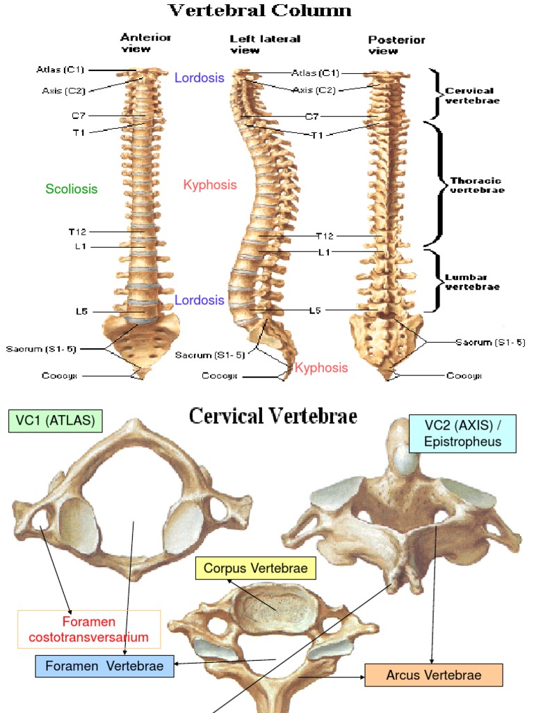 Anatomi Tulang | PDF | Vertebra | Anatomical Terms Of Location