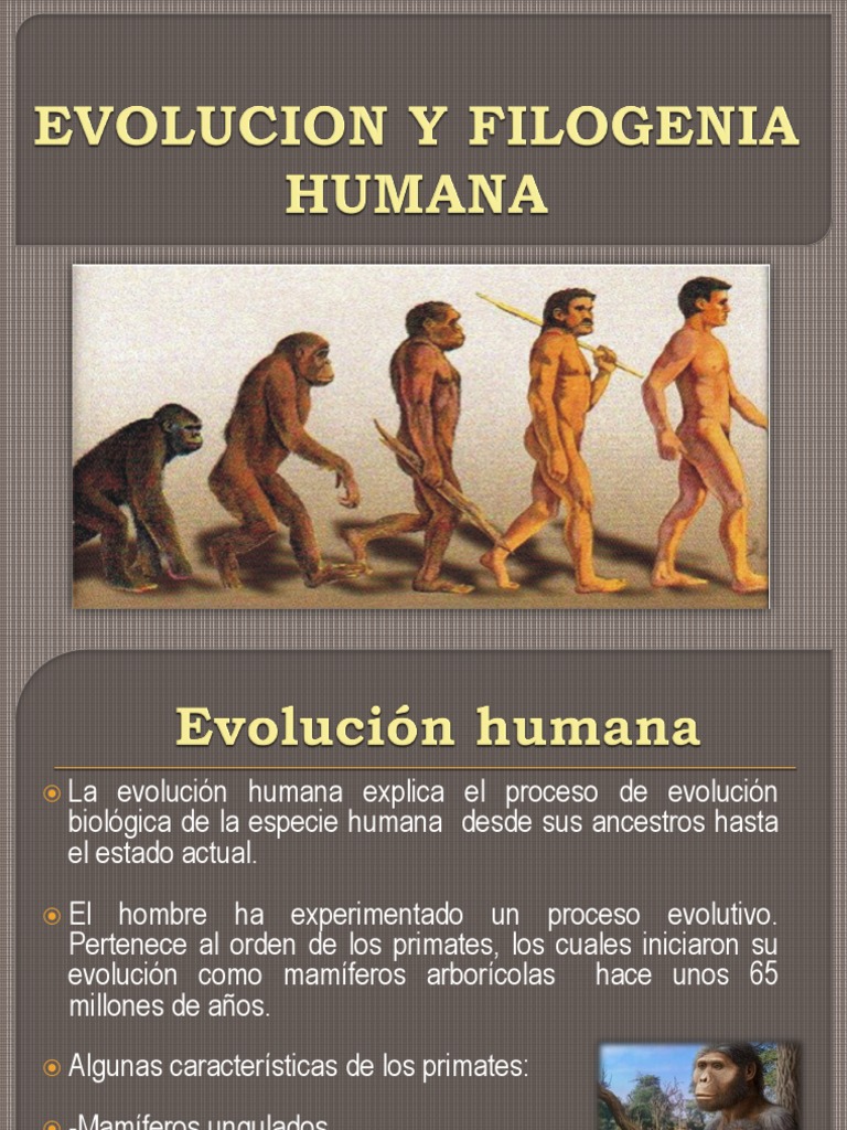 Evolucion y Filogenia Humana Diapositivas Gloria Elsa | PDF