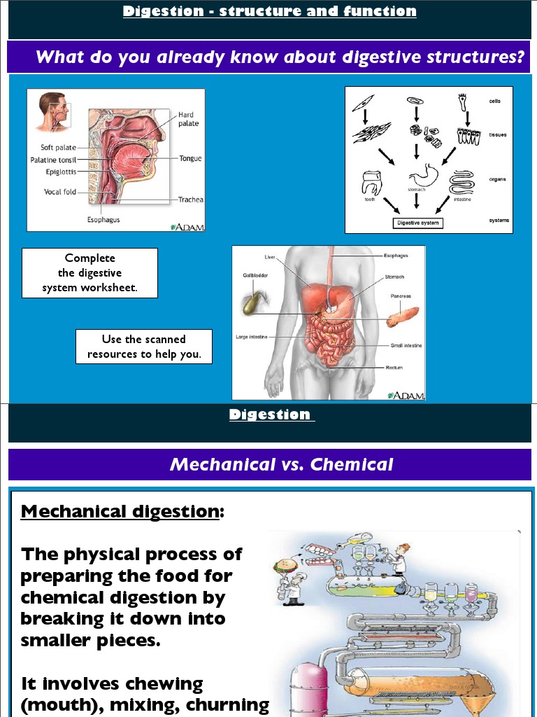Mechanical vs Chemical Digestion Explained | PDF