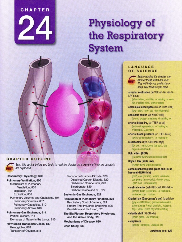 24_Physiology of the Respiratory System.pdf | Respiratory System | Lung