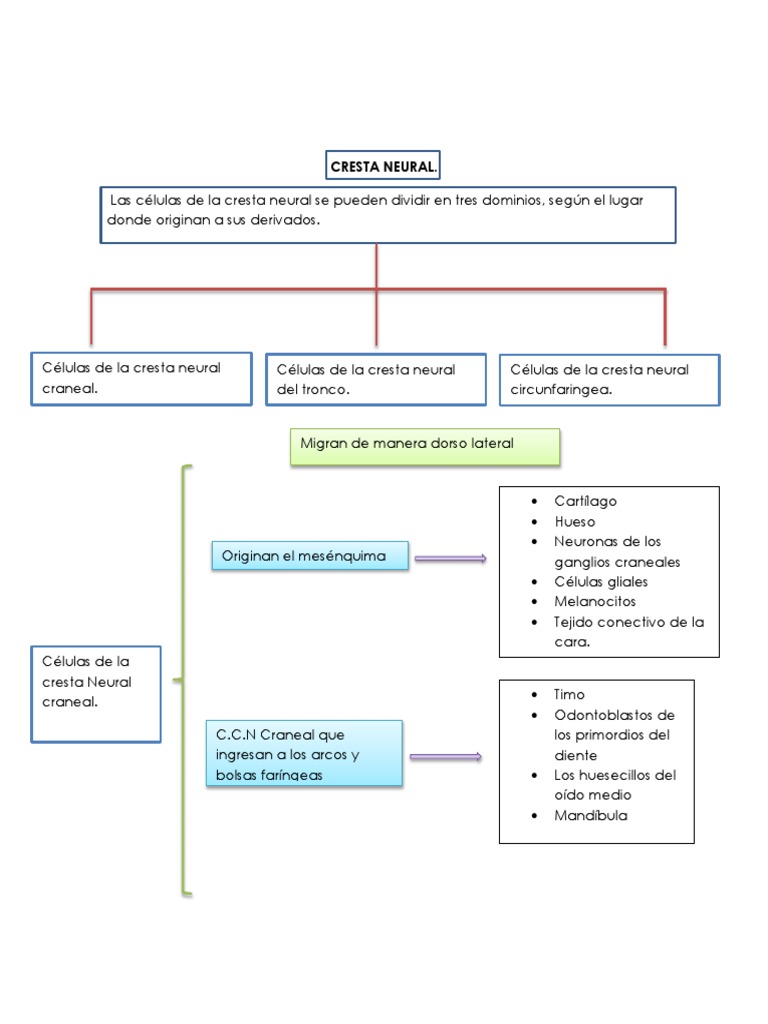 Cresta Neural | Descargar gratis PDF | Sistema nervioso | Anatomía humana
