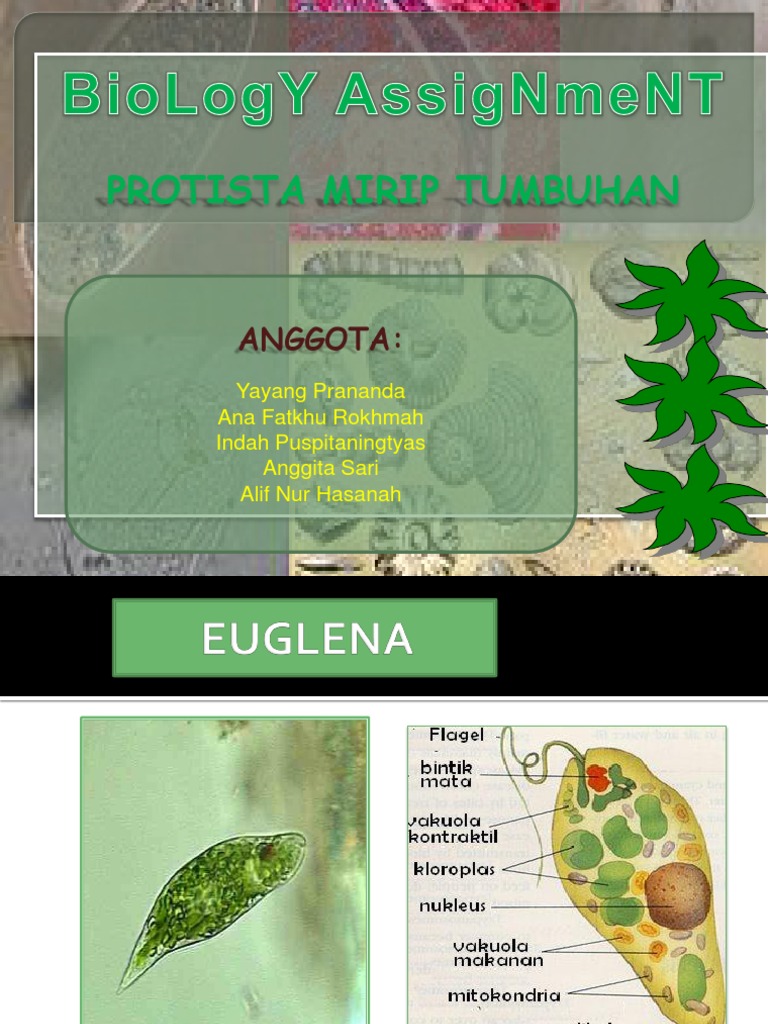 Ciri dan Reproduksi Protista Mirip Tumbuhan | PDF