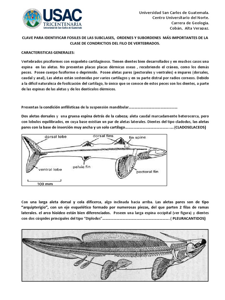 Características de los Condrictios | PDF | Naturaleza
