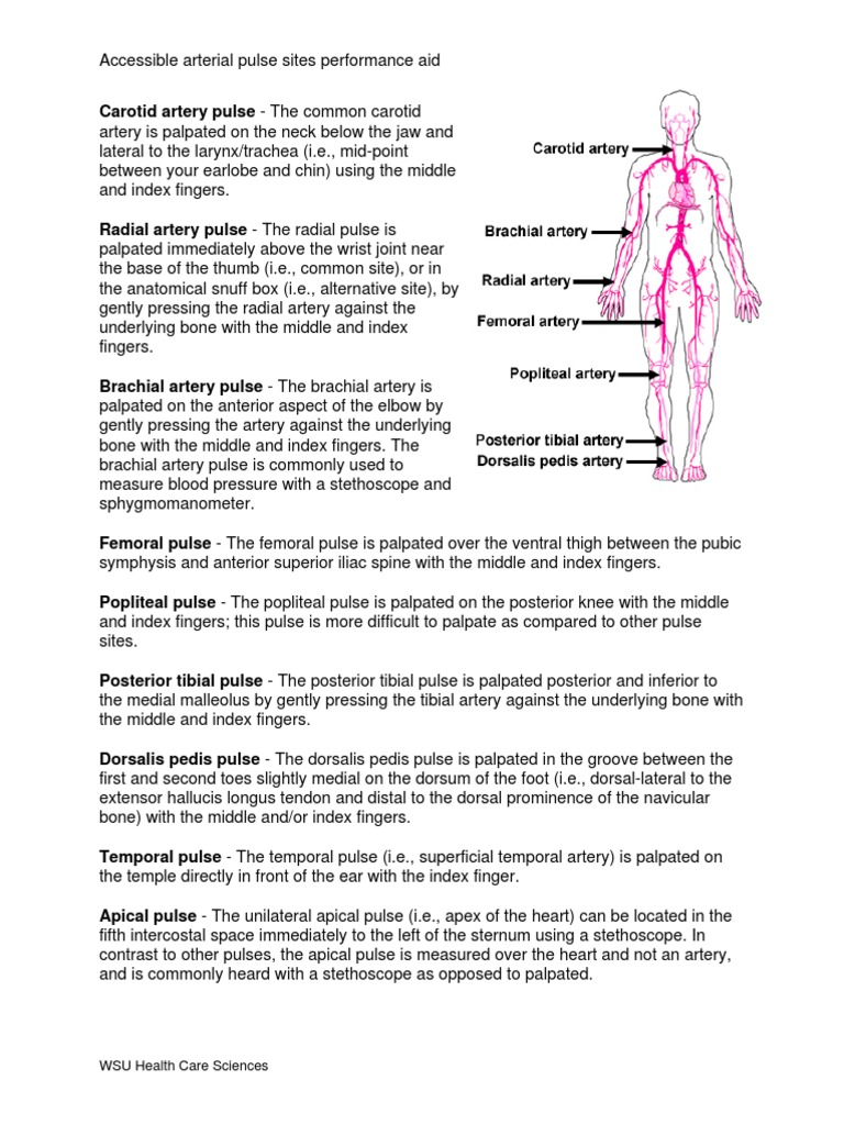 Pulse Palpation Guide for Clinicians | PDF | Foreign Language Studies ...