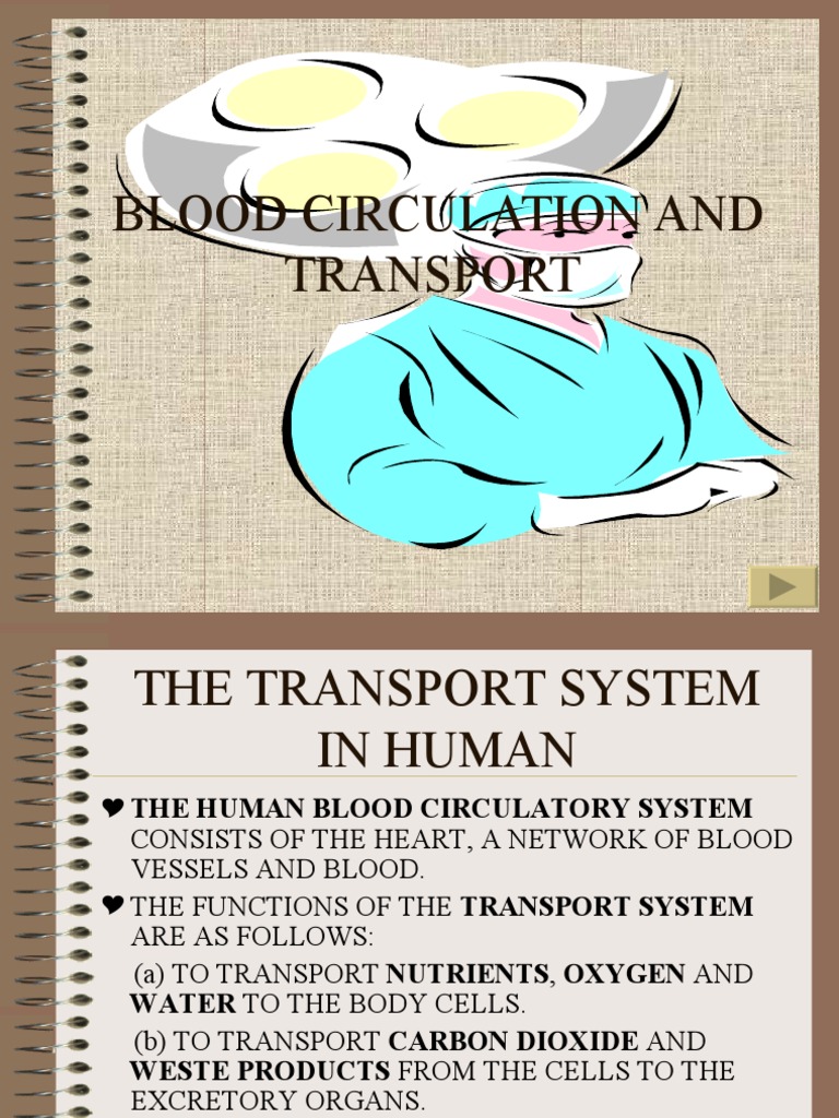 Human Blood Circulation Overview | PDF | Circulatory System | Heart