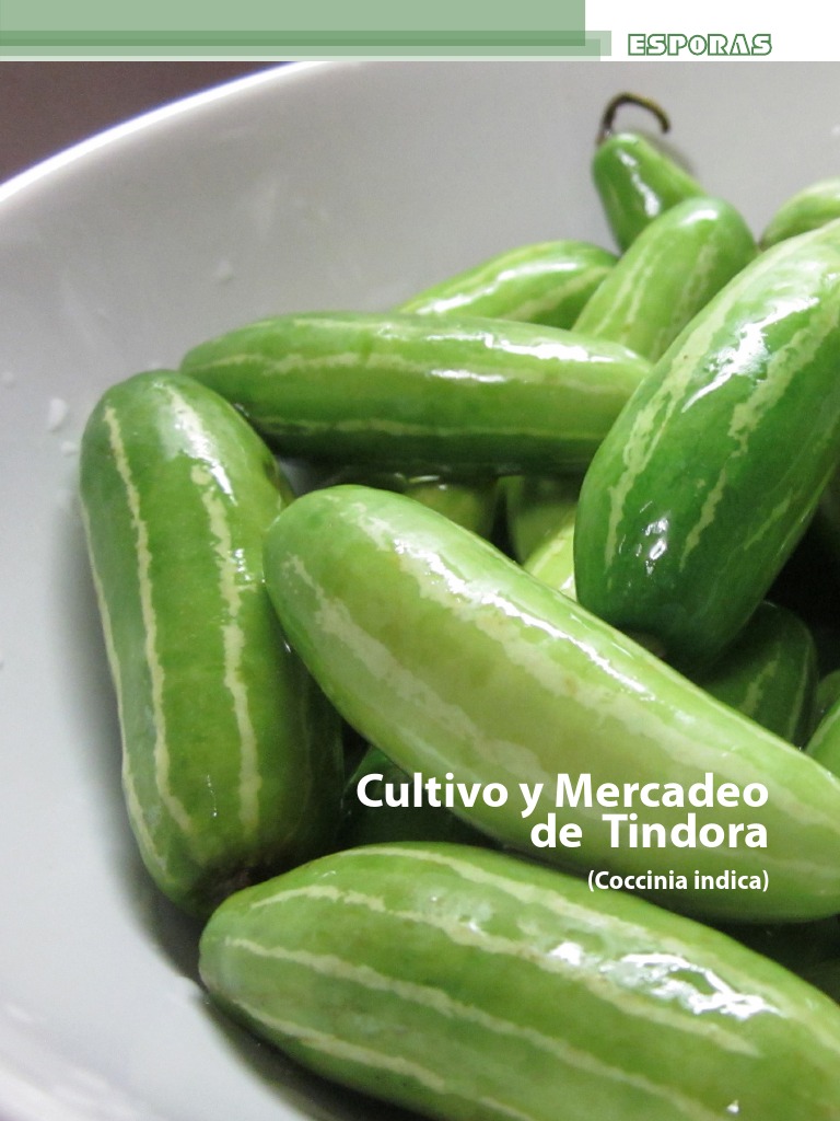 Cultivo y Manejo de Tindora en RD | PDF | Agricultura | Flores