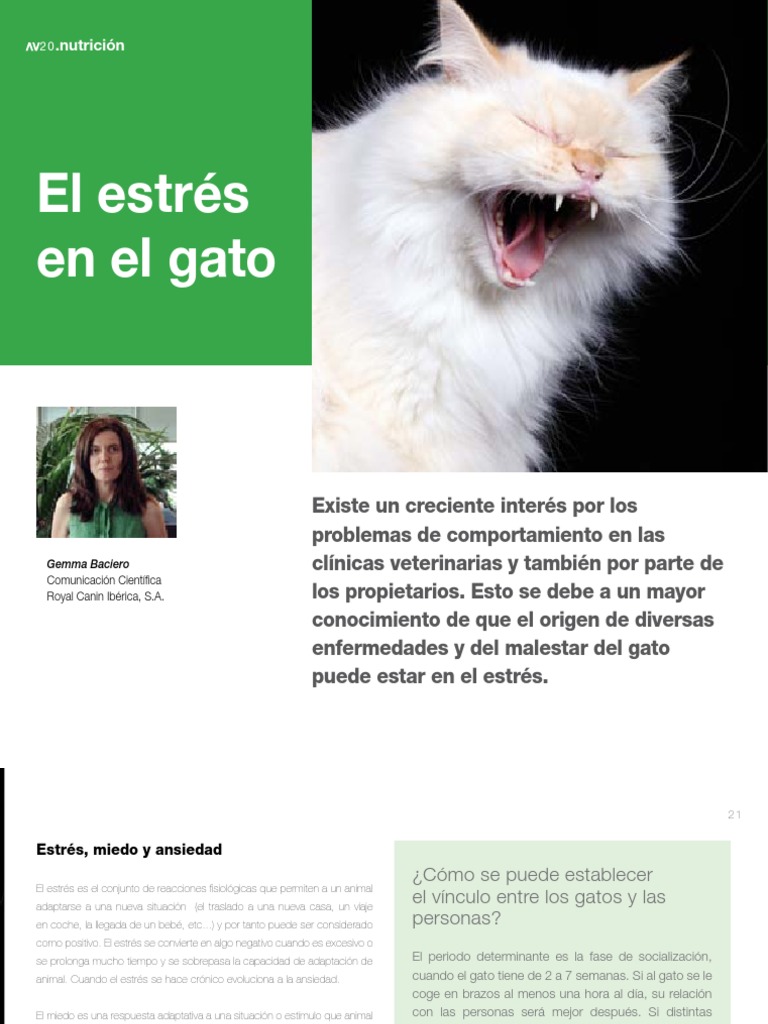 AV21_El estrés en el gato | Gatos | Estrés (biología) | Prueba gratuita ...