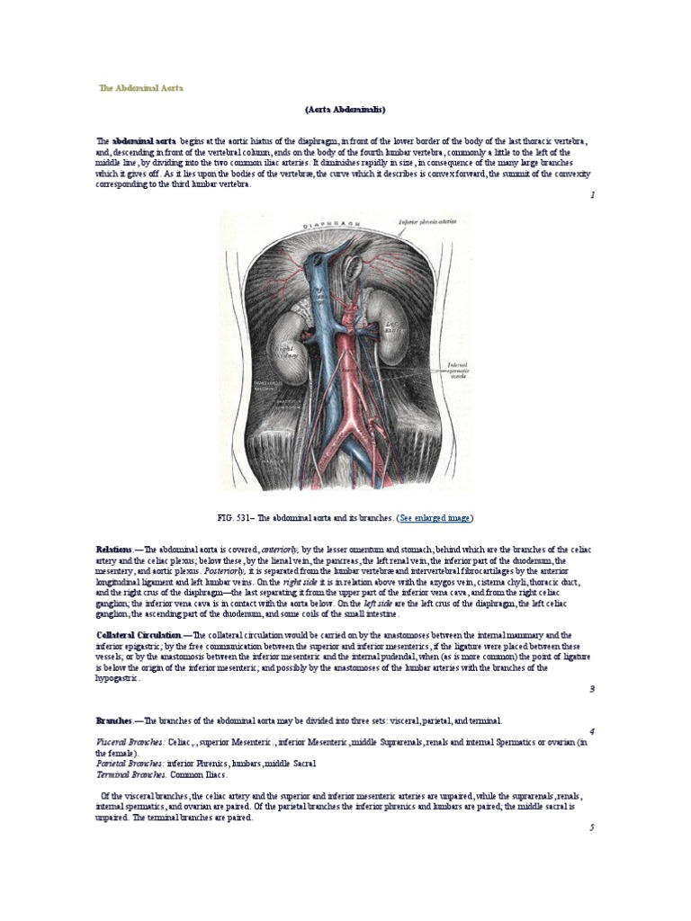 The Abdominal Aorta | PDF | Digestive System | Anatomy