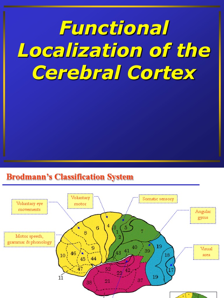 Cerebral Cortex Functional Localization | PDF | Parietal Lobe ...
