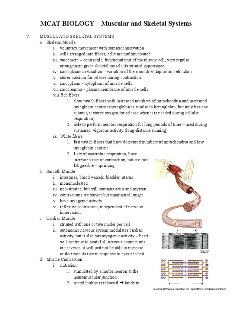 MCAT Biology Notes 3 | Luteinizing Hormone | Bone