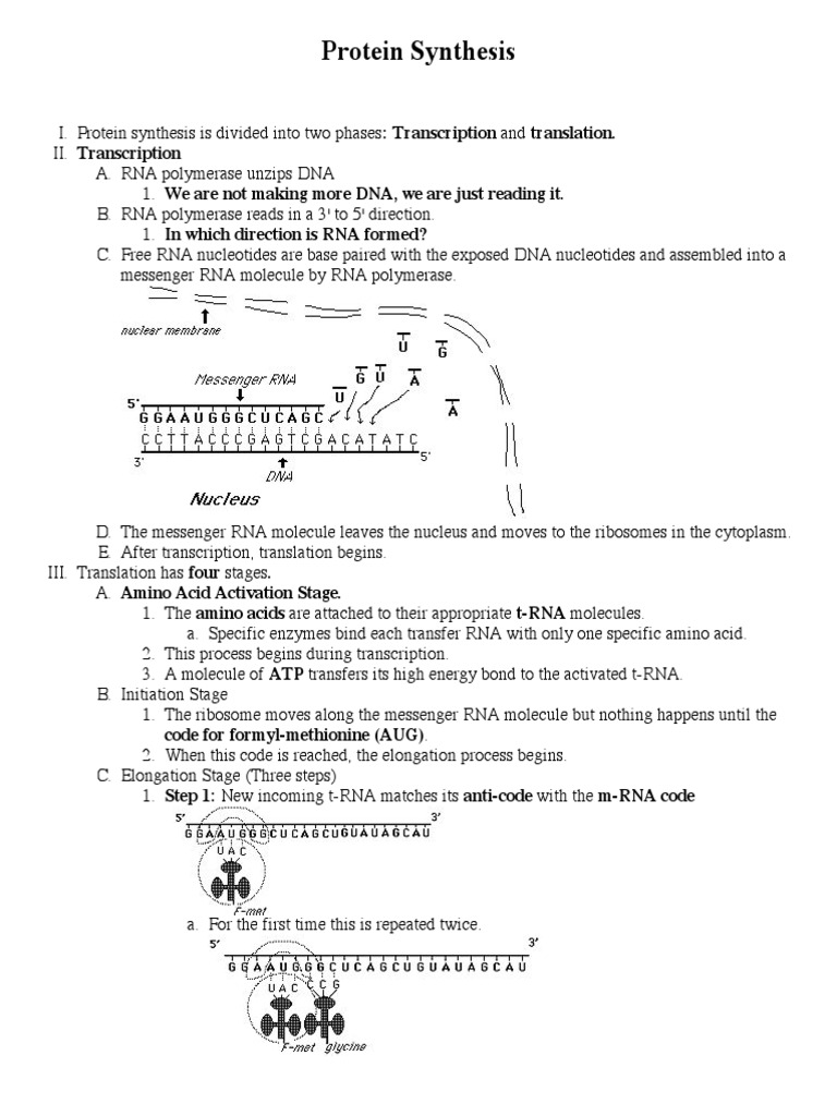 Protein Synthesis Notes PDF | PDF