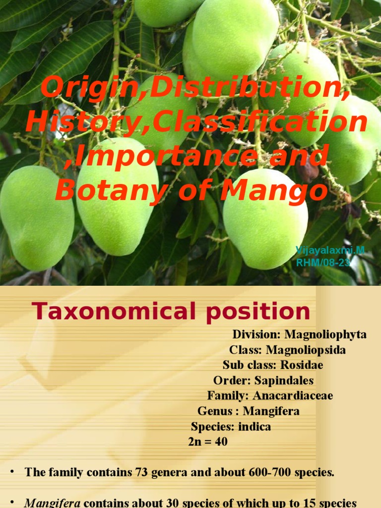 Mango: Origin, Classification, and Importance | PDF | Mango | Petal