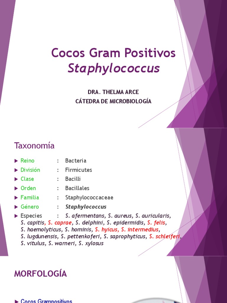 Cocos Gram Positivos | Staphylococcus Aureus | Bacterias Gram Positivas