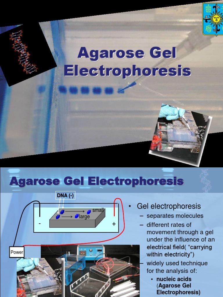 Agarose Gel Electrophoresis.ppt | Agarose Gel Electrophoresis | Gel ...