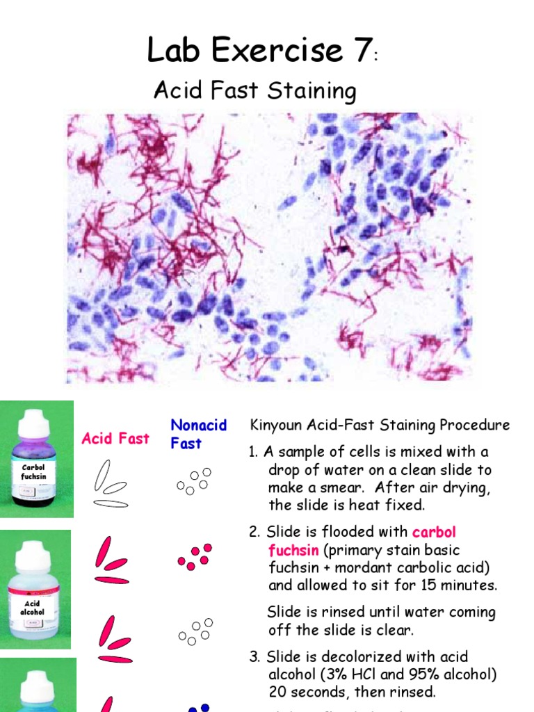 Lab Exercise 7: Acid Fast Staining | PDF