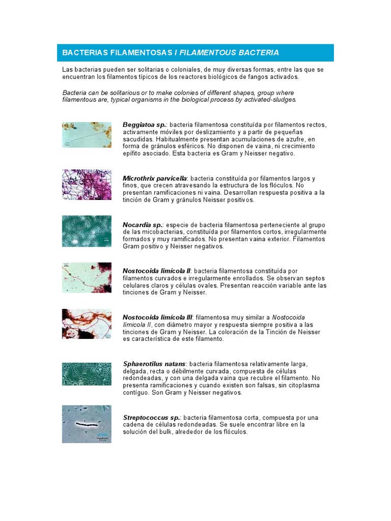 Bacterias Filamentosas | PDF | Espora | Hongo