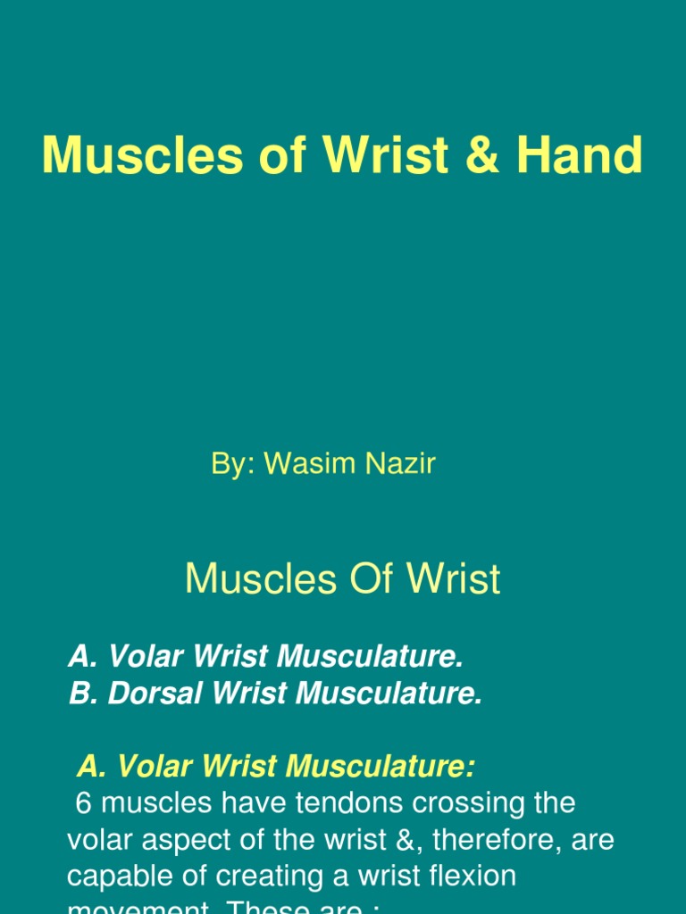 Muscles of the Wrist and Hand Anatomy | PDF | Thumb | Finger