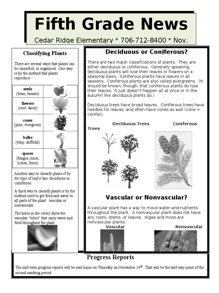 Fifth Grade Plant Classification | PDF | Pinophyta | Trees