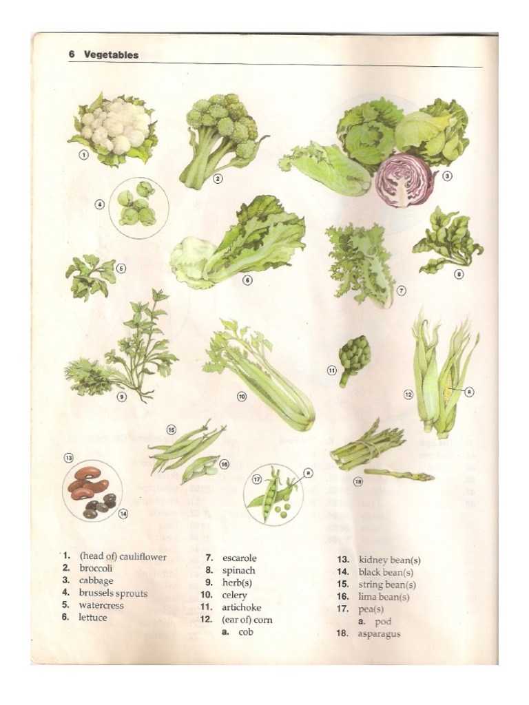 Culinary Oxford Visual Dictionary | PDF