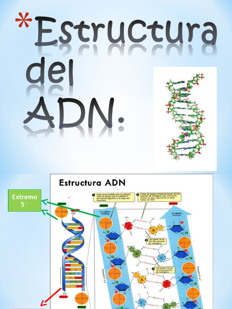 Estructura Del ADN | PDF
