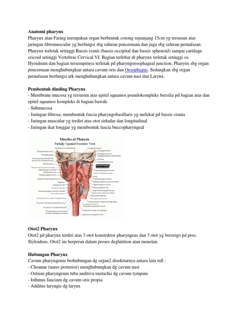 Anatomi Pharynx | PDF