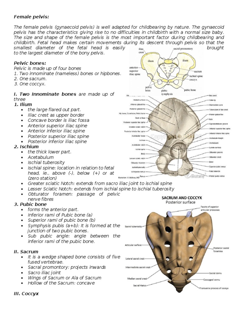 Skeletal System Pelvis