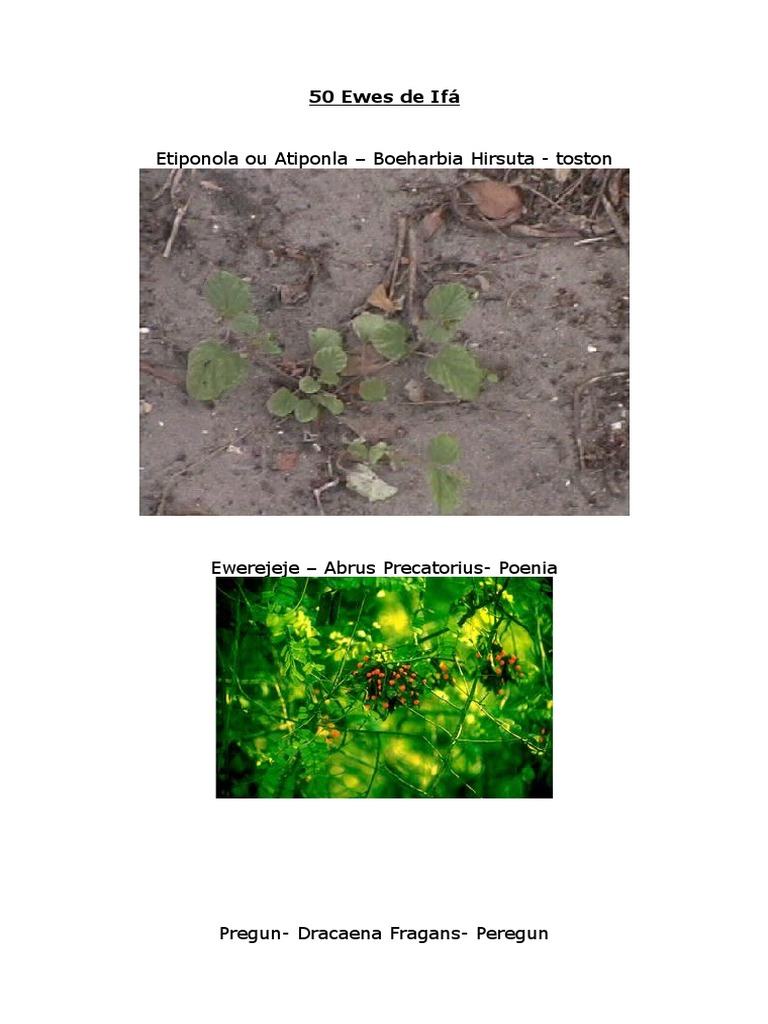 50 Folhas de Ifa | PDF