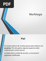 Tipos y funciones de las aletas en peces | PDF | Pescado | Vertebrados ...
