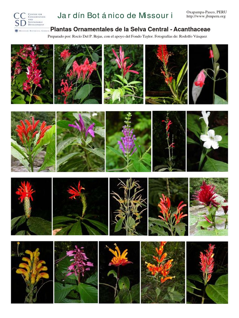 Plantas Ornamentales en La Selva Del Peru