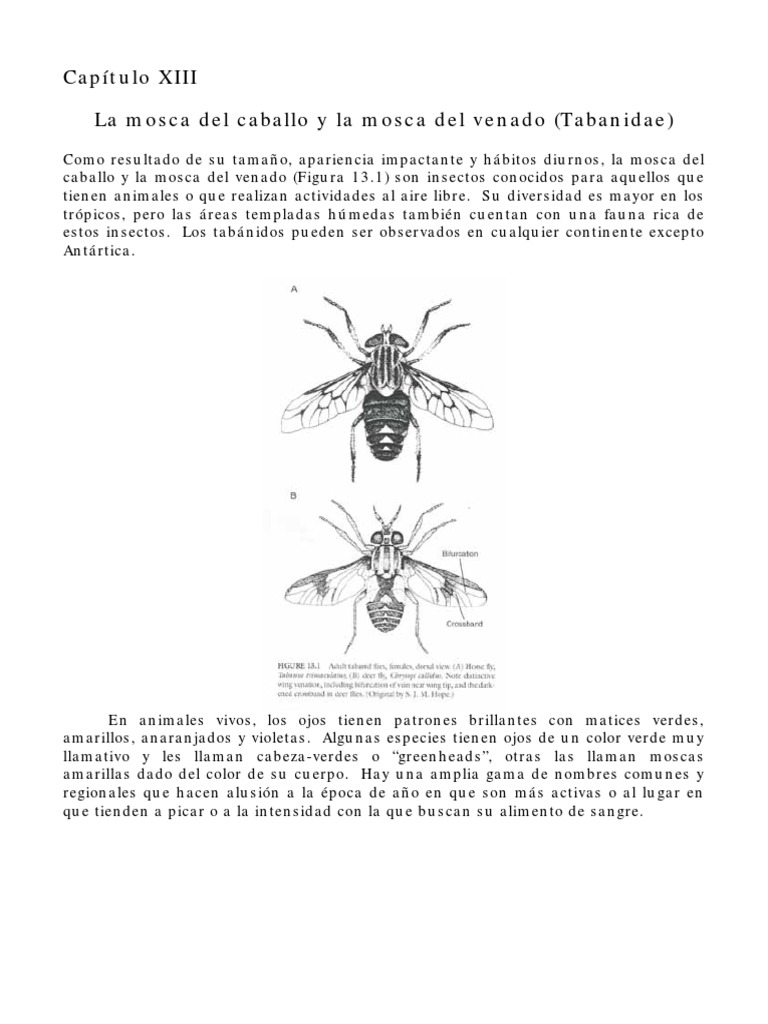 La Mosca Del Caballo y Del Venado (Tabanidae) | PDF | Mosca | Huevo
