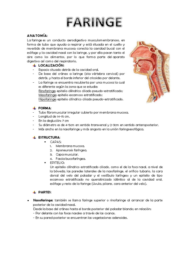 Anatomía y Funciones de la Faringe | PDF | Nervio vago | Anatomía humana