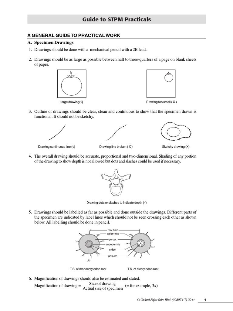 STPM Biology Practical Guide | PDF | Liver | Kidney