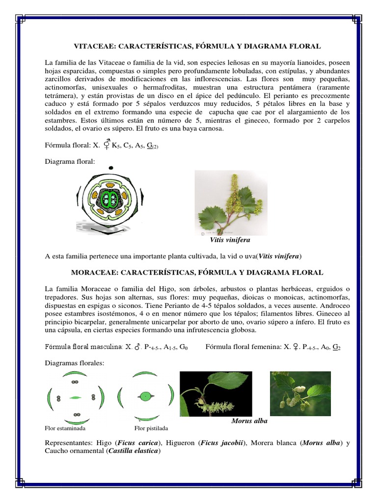 Fórmulas y diagramas florales
