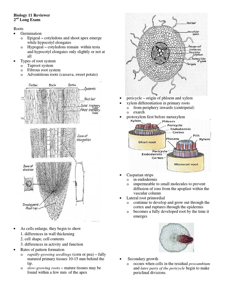 Biology 11 Reviewer 2nd Exam PDF | PDF | Plant Stem | Root