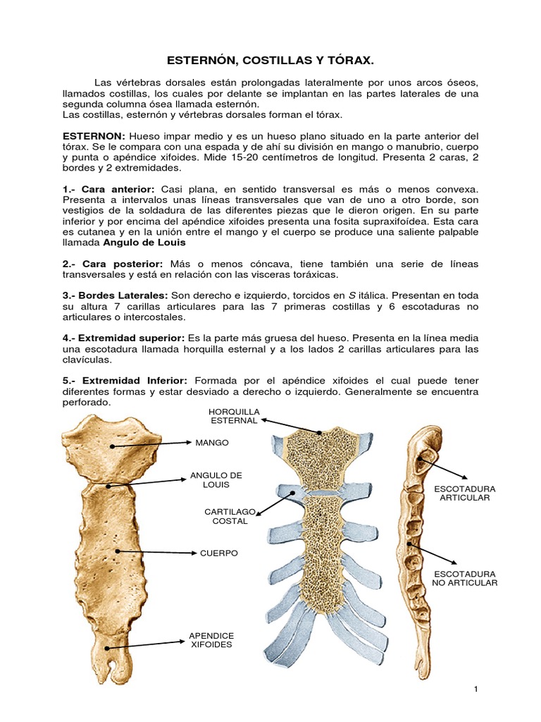 Osteologia de Torax | PDF | Tórax | Sistema esquelético