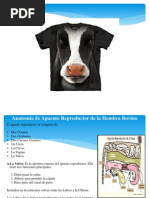 Anatomia y Fisiologia de Aparato Reproductor Del Gallo | PDF ...