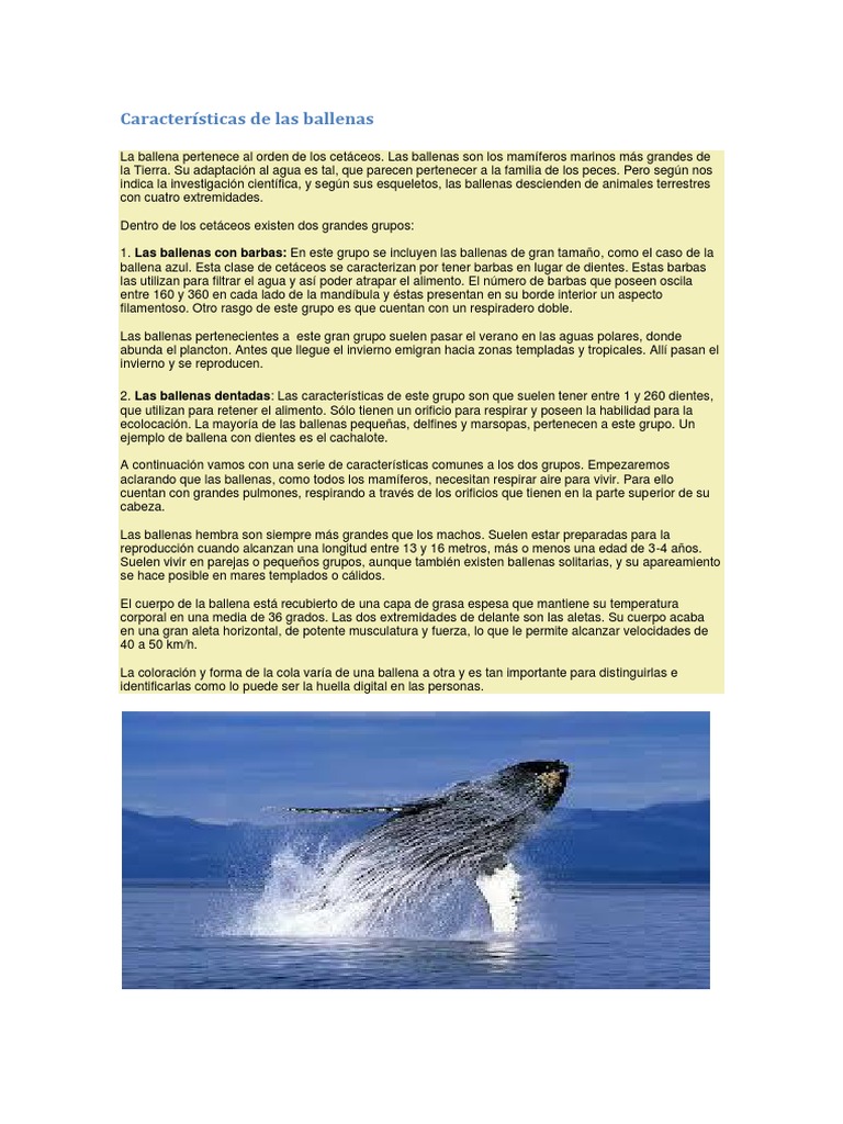 Características de Las Ballenas | Descargar gratis PDF | Cetacea | Cetáceos