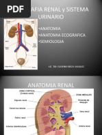 Ecografía del riñón y variantes anatómicas | PDF | Riñón | Abdomen