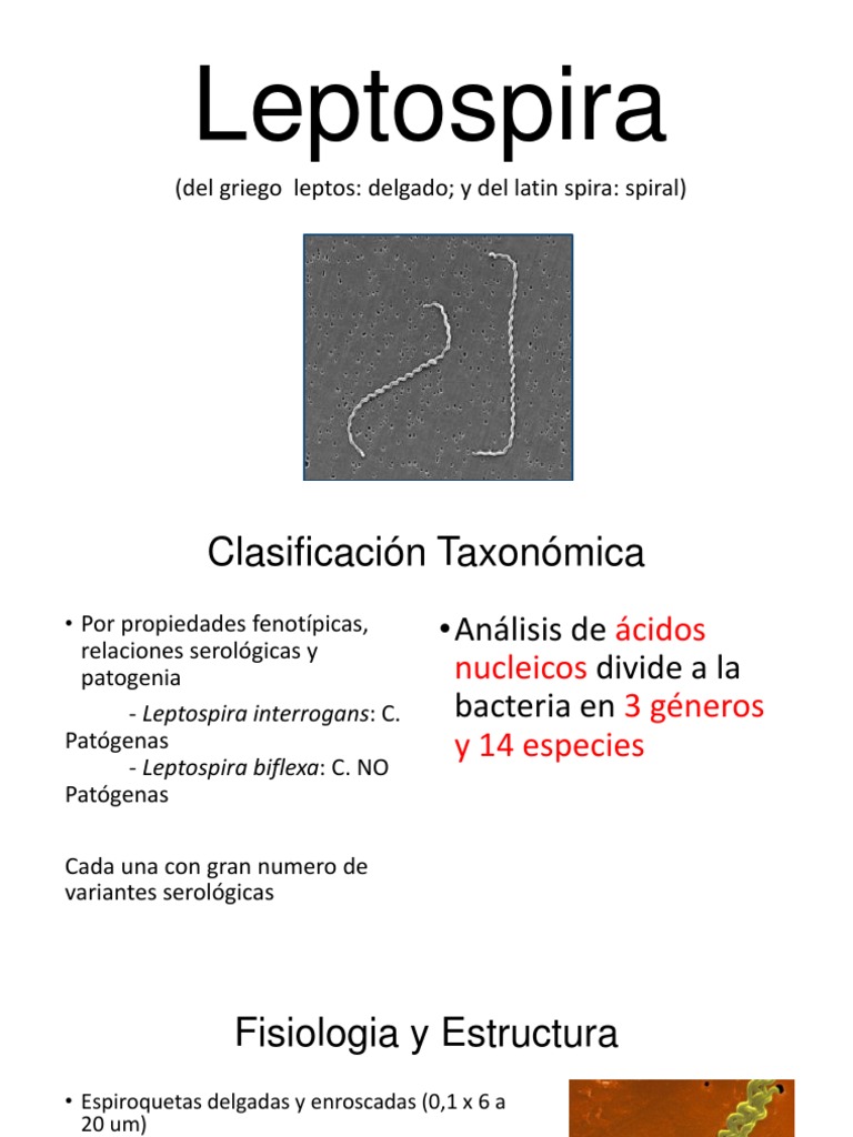 Leptospira | PDF | Especialidades Medicas | Enfermedades y trastornos