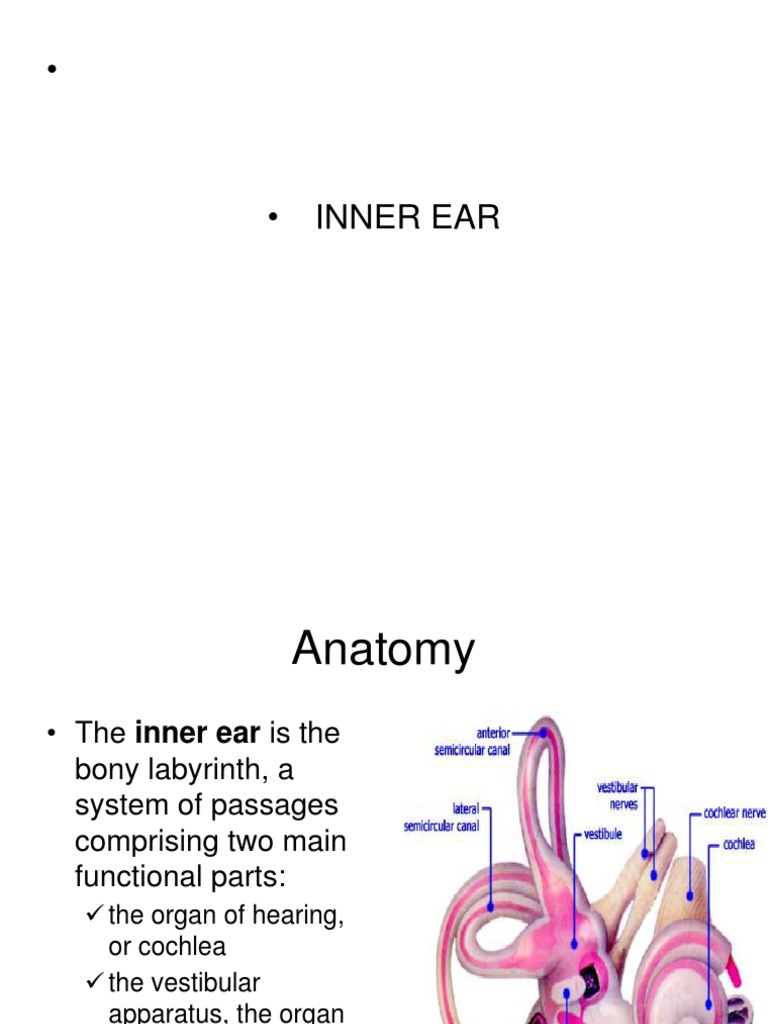 Inner Ear | PDF | Ear | Vertigo