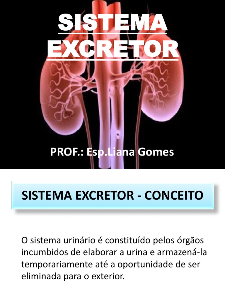 Sistema Excretor