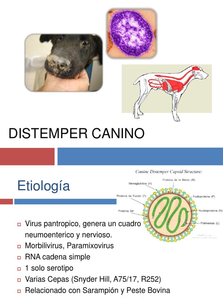 Canine Distemper: Etiology, Epizootiology, Clinical Signs and Treatment ...